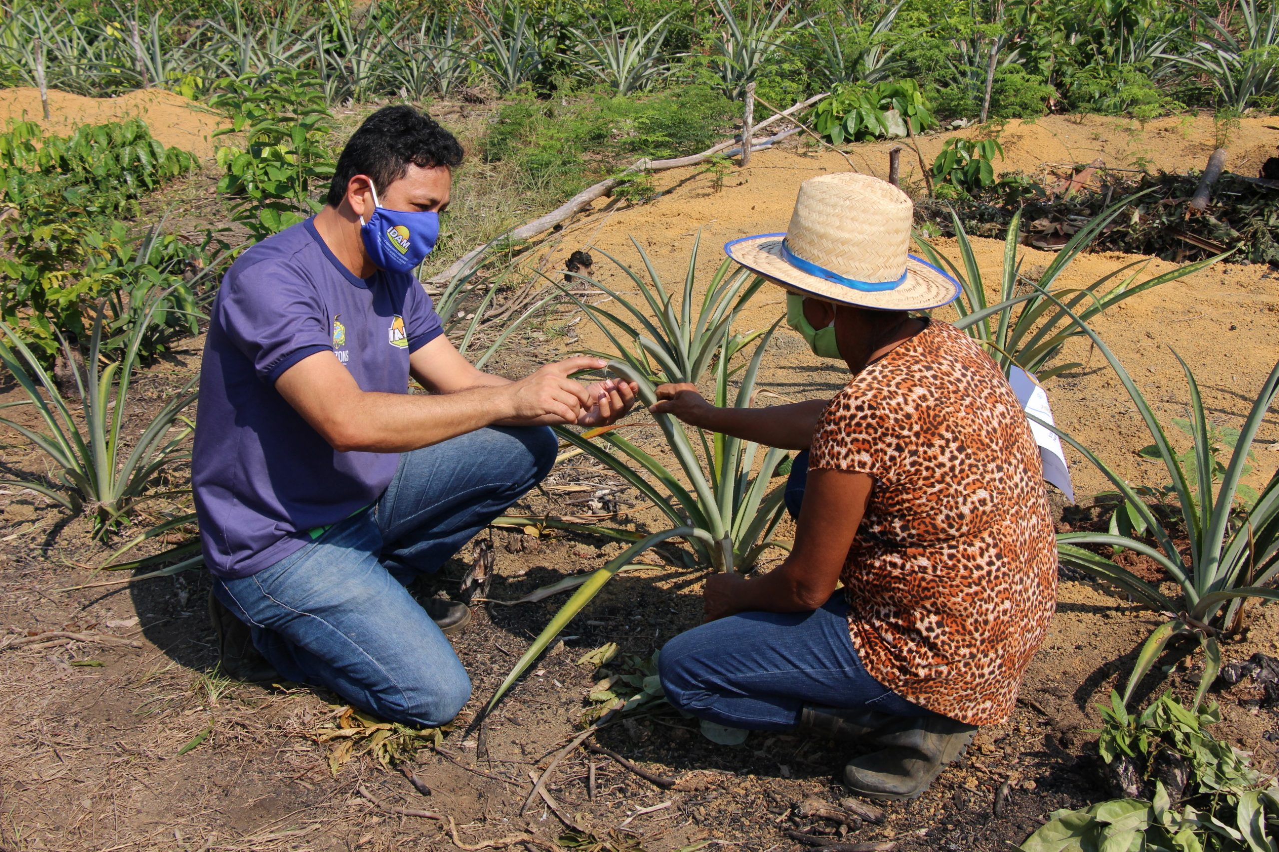 Serviço de Extensão Rural completa 54 anos no Amazonas - IDAM