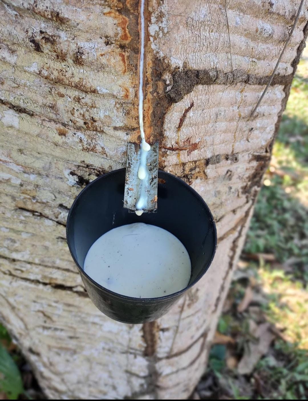 Idam promove capacitação sobre extração de látex e óleo vegetal em ...