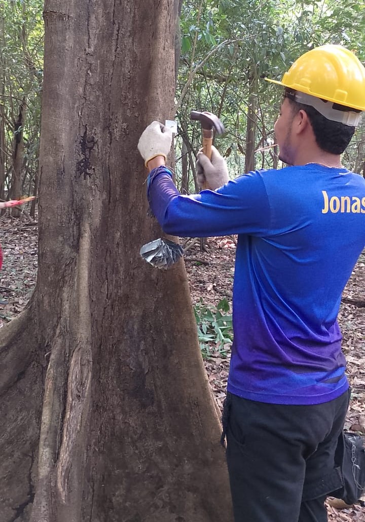 Idam e Sema identificam espécies madeireiras para manejo em pequena ...