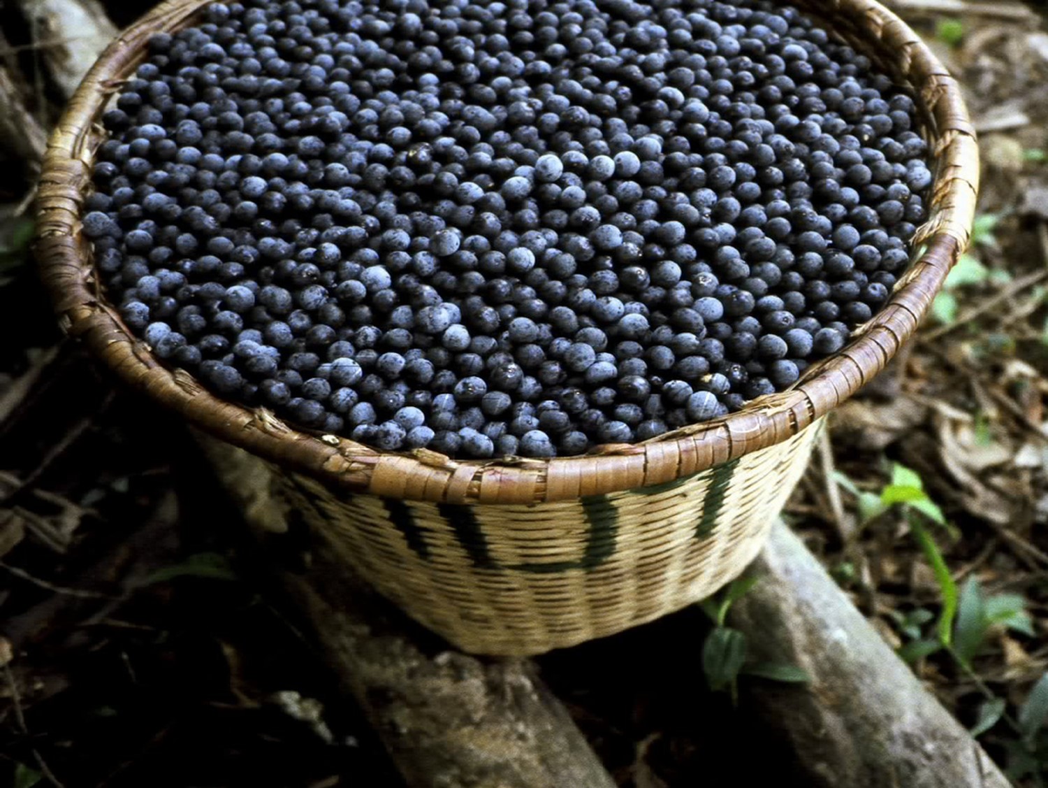 Com incentivos do Idam, produção de açaí cresce 150% no Amazonas - IDAM